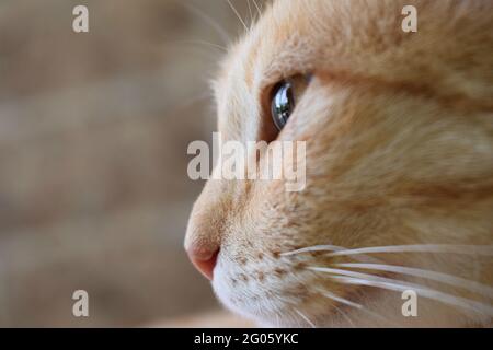 Ginger Cat in Profile Stock Photo - Alamy