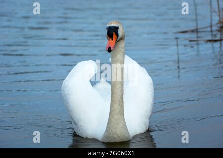 A closeup of a cute white swan swimming in a clean blue lake with ...
