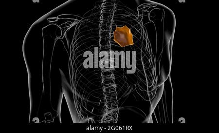 Human Skeleton Manubrium bone Anatomy 3D Illustration Stock Photo - Alamy
