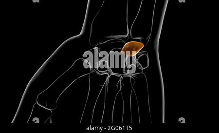 Human Skeleton Lunate bone Anatomy 3D Illustration Stock Photo - Alamy
