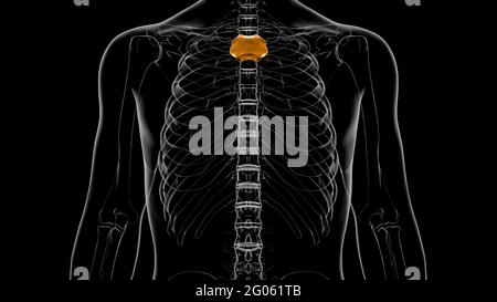 Human Skeleton Manubrium bone Anatomy 3D Illustration Stock Photo - Alamy