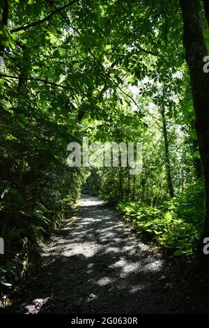 Sun shadows casting through tree branches Stock Photo - Alamy