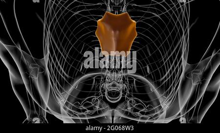 Human Skeleton Manubrium bone Anatomy 3D Illustration Stock Photo - Alamy