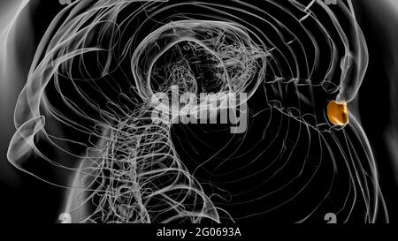Human Skeleton Xiphoid process Anatomy 3D Illustration Stock Photo - Alamy