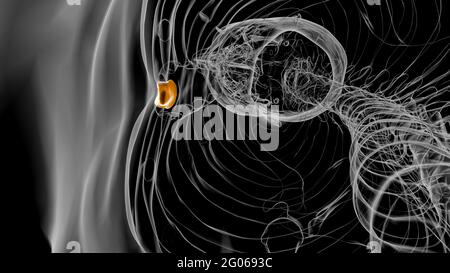 Human Skeleton Xiphoid process Anatomy 3D Illustration Stock Photo - Alamy