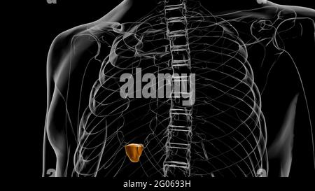 Human Skeleton Xiphoid process Anatomy 3D Illustration Stock Photo - Alamy