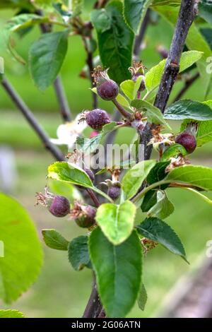 young apple fruit forming Stock Photo - Alamy