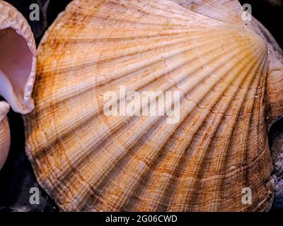 Close-up of the ridges of a scallop seashell Stock Photo - Alamy