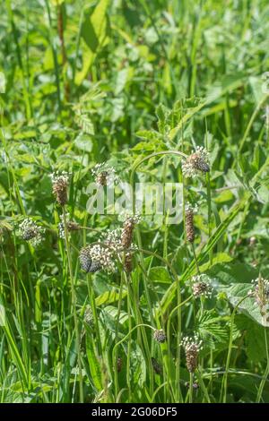 Plantain flowers (Plantago lanceolata) used as medicinal herbs Stock ...