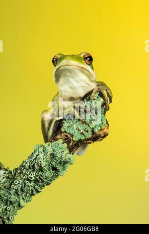 Green little Frog, Hyla Pulchela, Patagonia, Argentina Stock Photo - Alamy