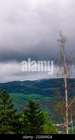 Heavy rain over green tree backlighted with sun Stock Photo - Alamy