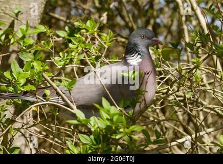 The Wood Pigeon is the largest of the European dove family. They are a ...