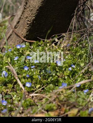 Closeup of delicate bright blue weed flower with green stem growing in ...