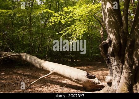 High Beach Epping Forest trees Stock Photo - Alamy