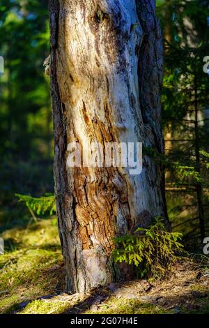 late spring forest details with fallen tree trunks and branches ...