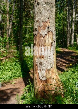 old fallen tree trunk stomp in wild forest with dry roots in the air ...