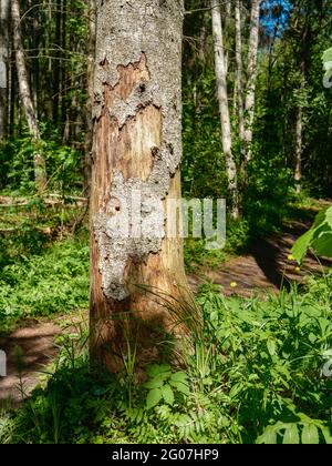 old fallen tree trunk stomp in wild forest with dry roots in the air ...