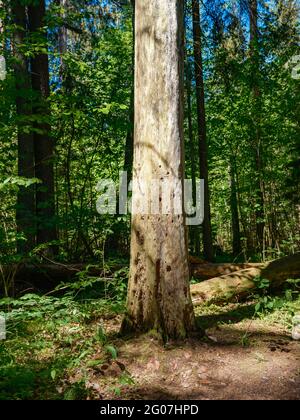 old fallen tree trunk stomp in wild forest with dry roots in the air ...