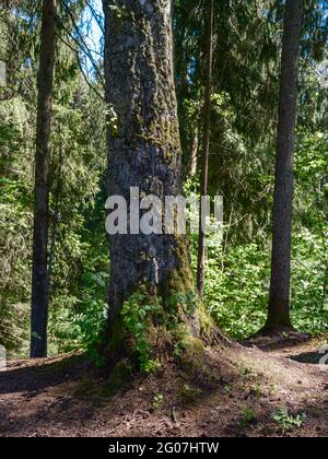 old fallen tree trunk stomp in wild forest with dry roots in the air ...