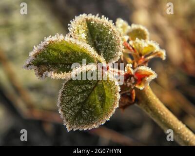 Frosty plants in early morning. Fresh winter air. Cold season. First ...