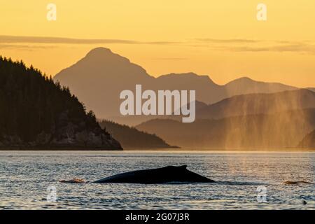 Humpback whales (Megaptera novaaeangliae) in Blackfish Sound, First ...