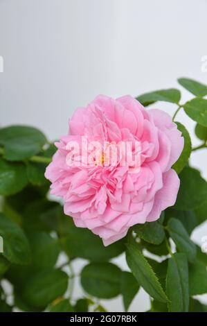 Spirit of freedom rose blooming in summer garden. Pink flowers on ...