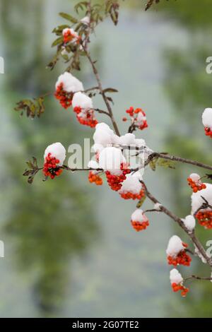 tree with red and snowy berrieson Lake Carezza in Trentino Alto Adige ...