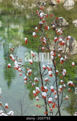 tree with red and snowy berrieson Lake Carezza in Trentino Alto Adige ...