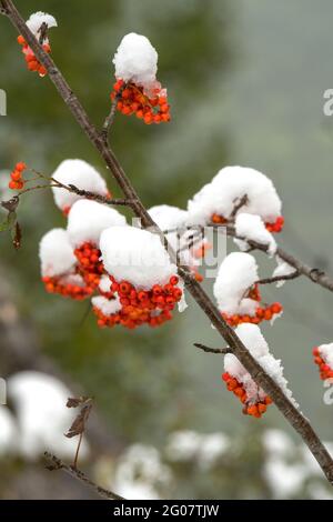 tree with red and snowy berrieson Lake Carezza in Trentino Alto Adige ...
