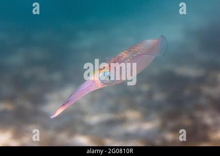 Closeup tiny squid with iridescent skin swimming on blurred background ...