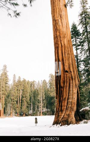 Great views of Sequoia National Park Stock Photo - Alamy