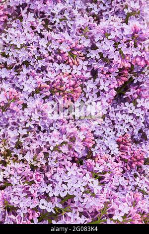 Mothers Day card with lilac flower, heart shaped leaf and old book ...