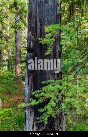 Historic springboard notch from logging 100+ years ago, Cabin City ...