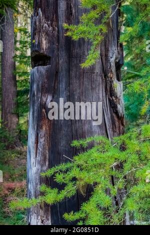 Historic springboard notch from logging 100+ years ago, Cabin City ...