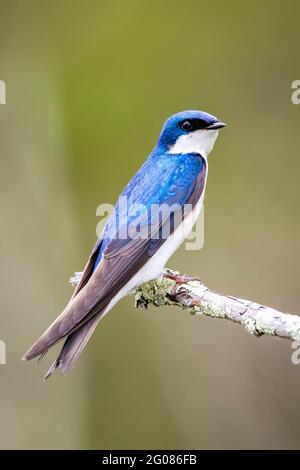 Beautiful tree swallow close up portrait on the tree alone Stock Photo ...