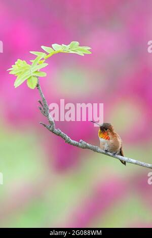 Rufous Hummingbird bird at Vancouver BC Canada Stock Photo - Alamy