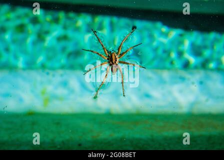 Spider floating in the pool Stock Photo - Alamy