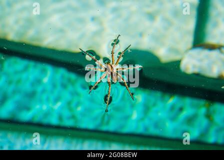 Spider floating in the pool Stock Photo - Alamy