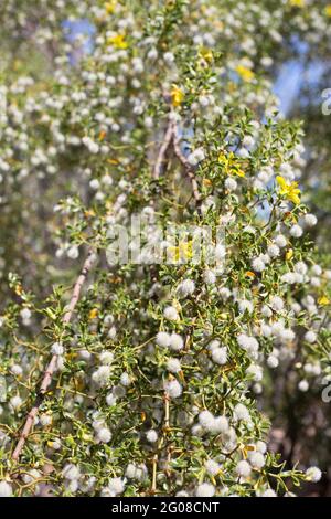 Creosote bush, Chaparral, Greasewood (Larrea tridentata), fruiting, USA ...