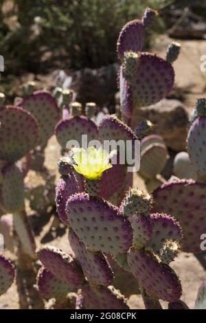 Pancake Prickly Pear Cactus (Opuntia chlorotica) Close-up in front of ...