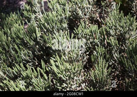 Cylindropuntia ramosissima or Opuntia ramosissima - also known as ...