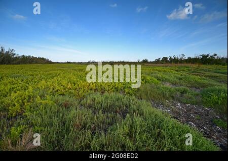 Field of Saltwort - Batis maritima - on Coastal Priarie in Everglades ...