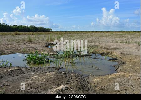 Alligator in solution hole, Everglades National Park, Florida Stock ...