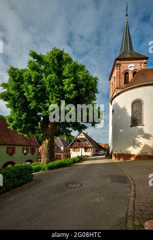 FRANCE, BAS-RHIN (67), VAL DE VILLE, ALBE, LIME TREE (TREE OF FREEDOM ...