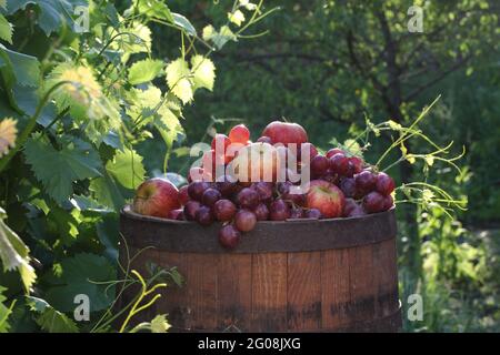 Red grapes with apples on a barrel in a vineyard Stock Photo - Alamy