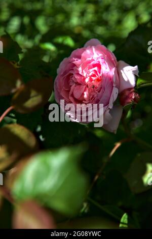 Pink old roses with foliage in bloom seen up close Stock Photo - Alamy