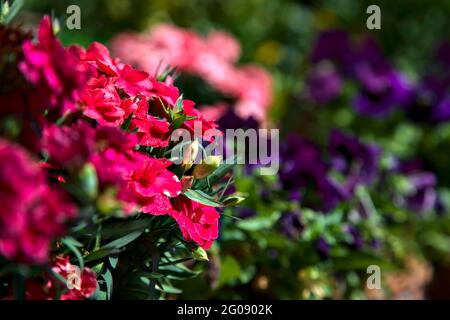 Potted carnations in bloom seen up close Stock Photo - Alamy