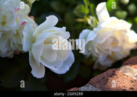 White ground cover roses seen up close Stock Photo - Alamy