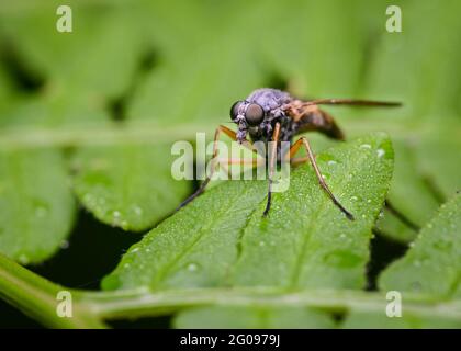 A fly with drops of dew on its eyes Focus stacking of 40 images Stock ...