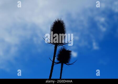 silhouettes of fruit heads of the wild teasel Stock Photo - Alamy